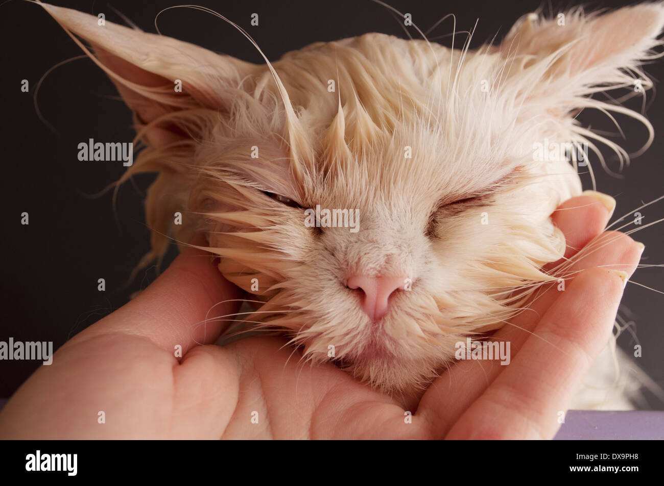 Lustige nasse katze -Fotos und -Bildmaterial in hoher Auflösung – Alamy