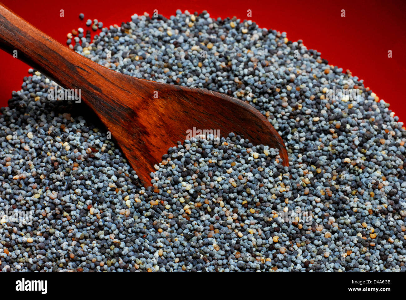 Blaue mohnblume -Fotos und -Bildmaterial in hoher Auflösung – Alamy