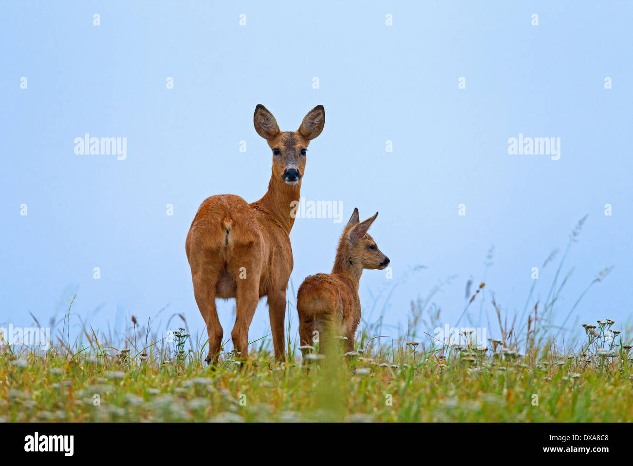 Reh (Capreolus Capreolus) Doe mit einem Rehkitz auf Wiese im Sommer ...