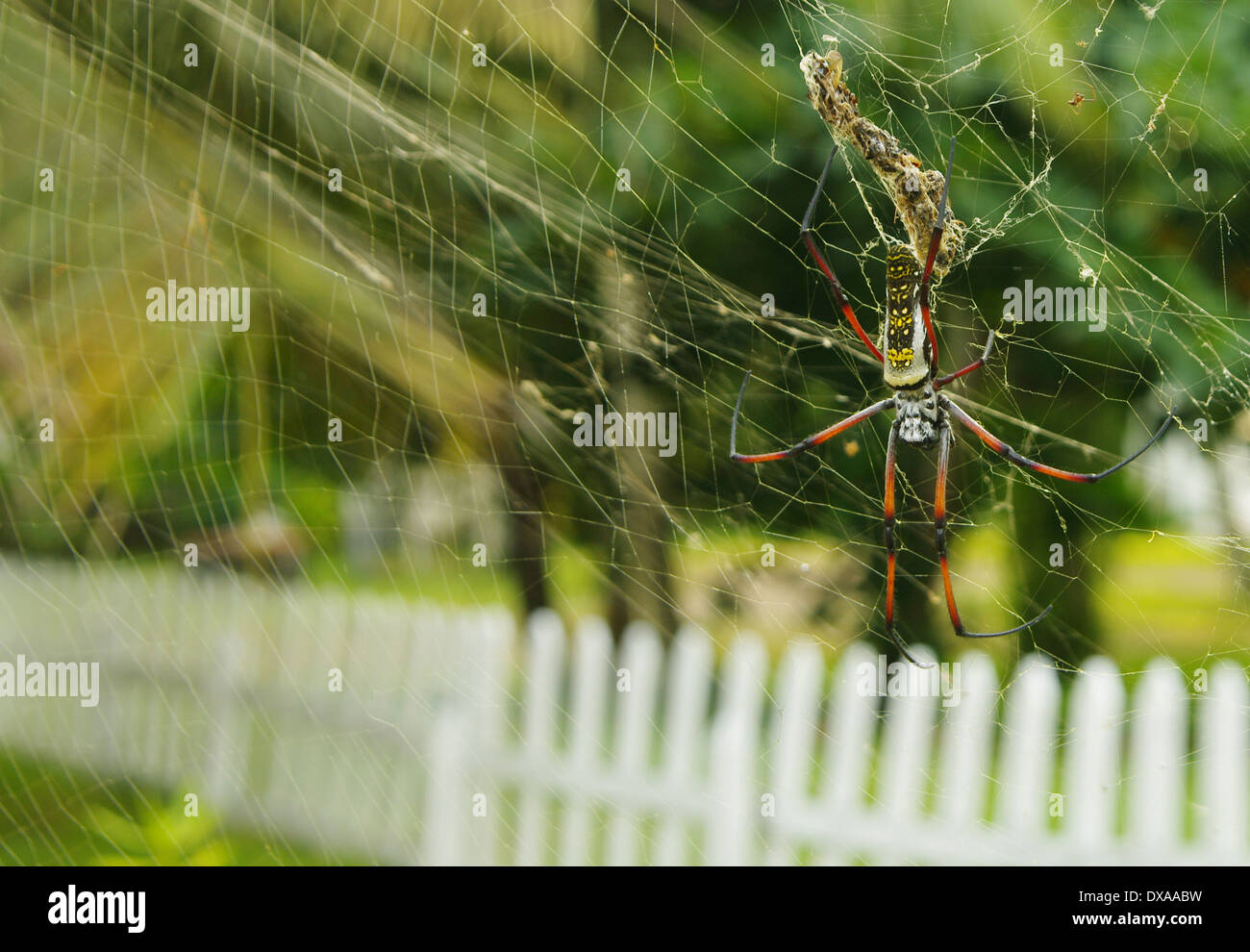 Nephila arten -Fotos und -Bildmaterial in hoher Auflösung – Alamy