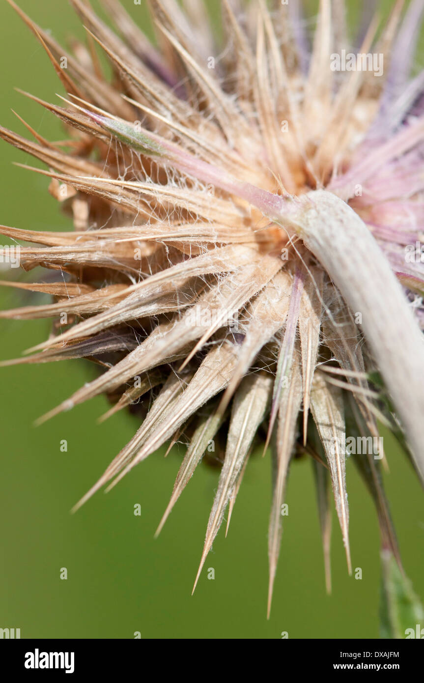 Braune distel -Fotos und -Bildmaterial in hoher Auflösung – Alamy