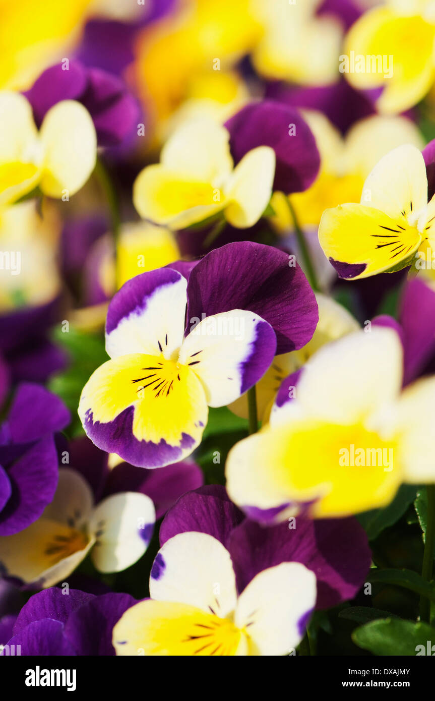 Makrobild der viola -Fotos und -Bildmaterial in hoher Auflösung – Alamy