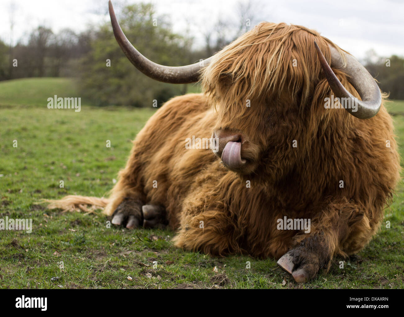 Cow Licking Its Nose Stockfotos und -bilder Kaufen - Alamy