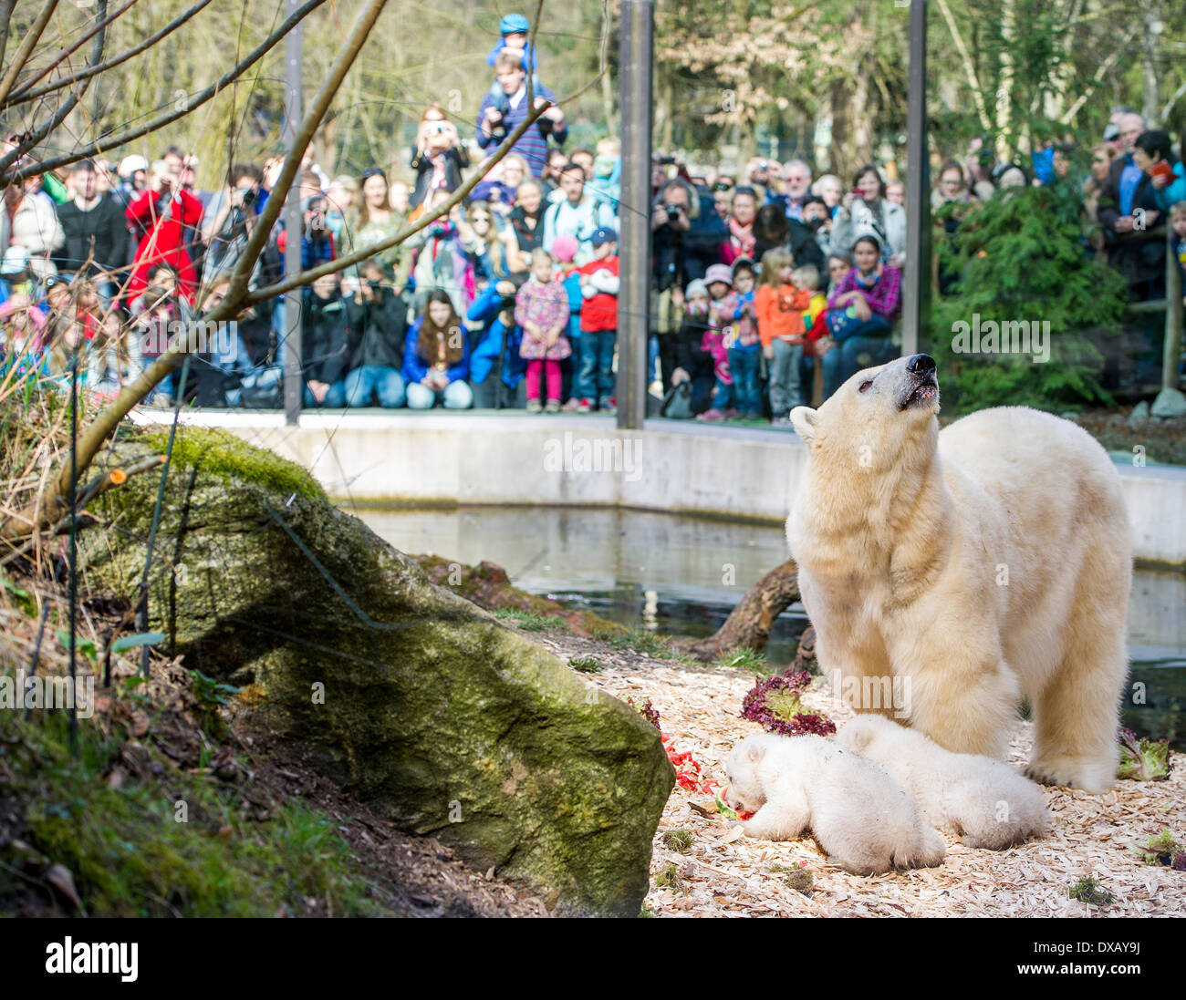 München, Deutschland. 22. März 2014. 14 Woche spielen alte Eisbär ...