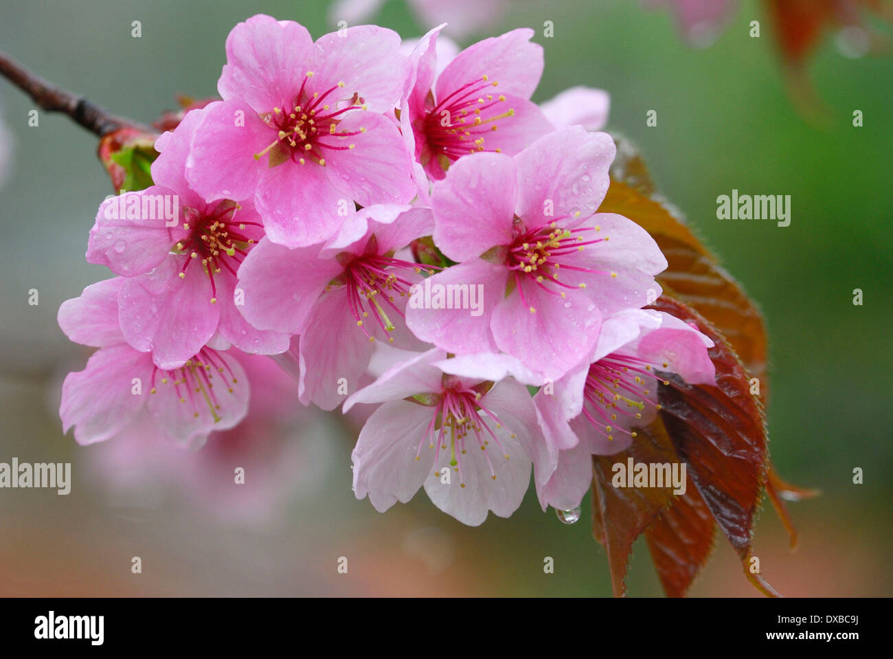 Japan kirsch -Fotos und -Bildmaterial in hoher Auflösung – Alamy