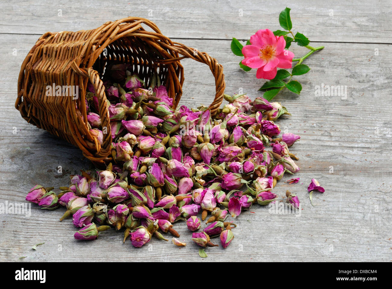 Rose buds -Fotos und -Bildmaterial in hoher Auflösung – Alamy