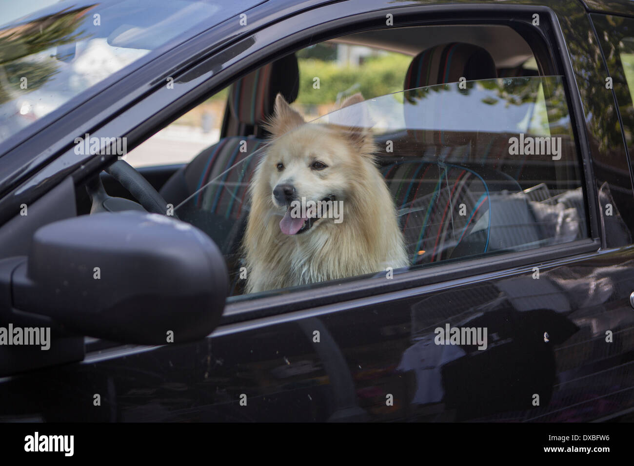 Dog in car -Fotos und -Bildmaterial in hoher Auflösung – Alamy