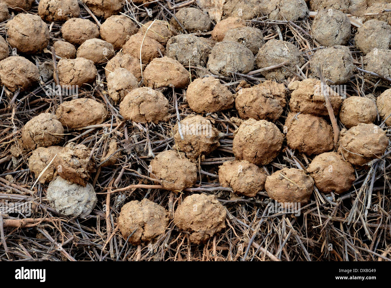Camel dung -Fotos und -Bildmaterial in hoher Auflösung – Alamy