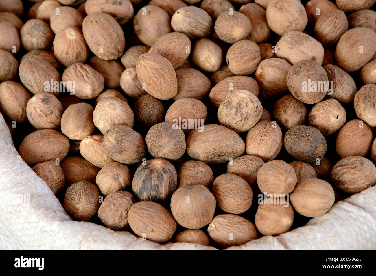 Nutmeg tree -Fotos und -Bildmaterial in hoher Auflösung – Alamy