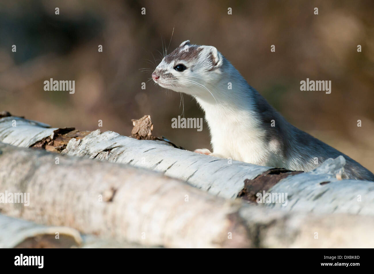 Hermelin mustela erminea -Fotos und -Bildmaterial in hoher Auflösung ...