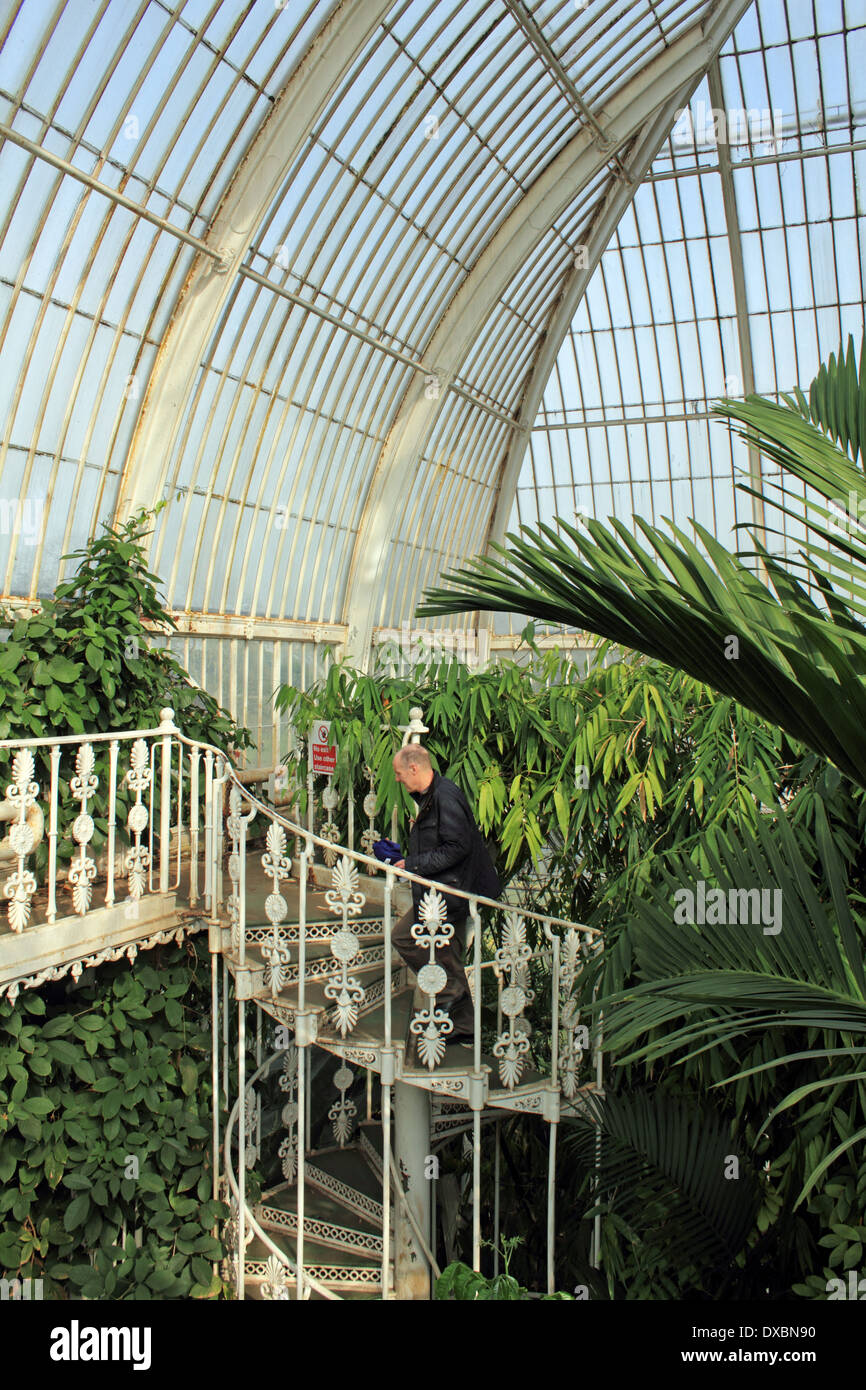 Im Inneren das Palmenhaus bei Kew Gardens, London, England, UK ...