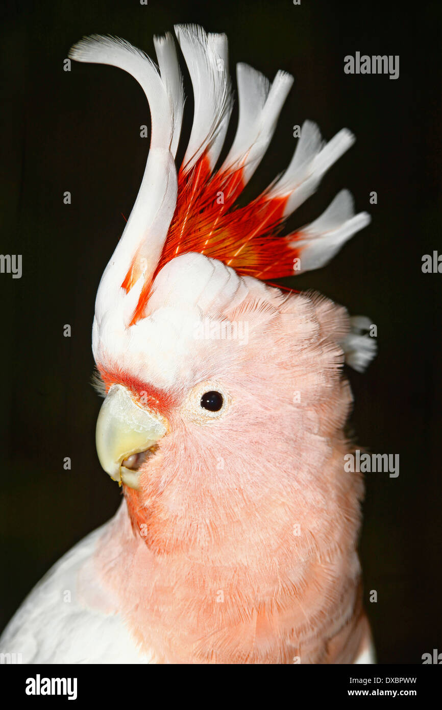 Major Mitchell Kakadu (Cacatua Leadbeateri) Closeup mit dem Wappen der ...