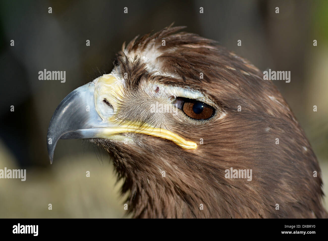 Adler magazin -Fotos und -Bildmaterial in hoher Auflösung – Alamy
