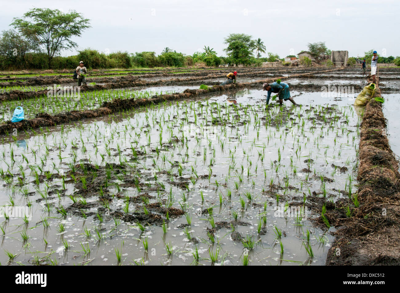 Farm workers planting rice in -Fotos und -Bildmaterial in hoher ...