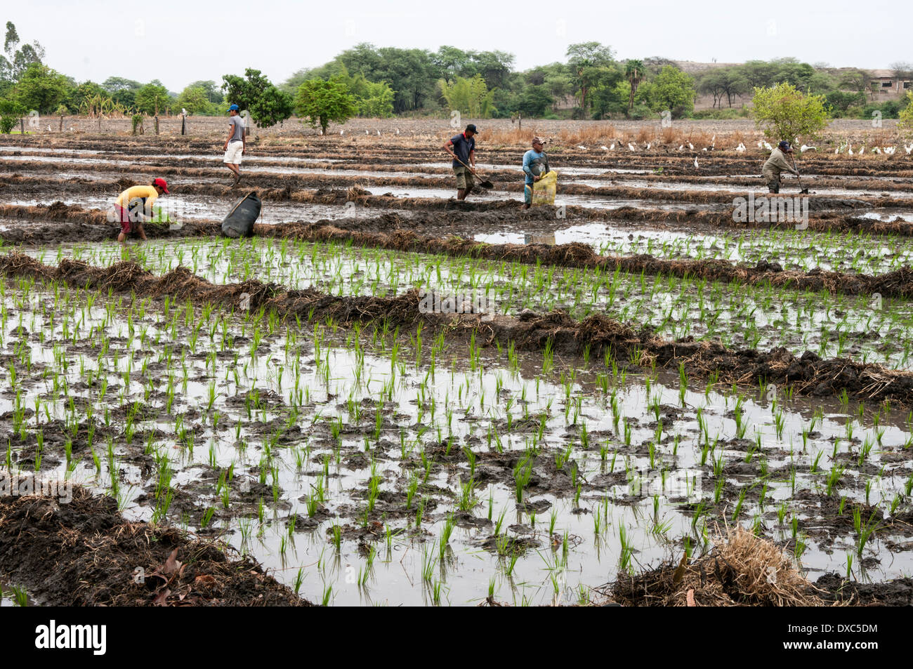 Reis pflanzende bauern -Fotos und -Bildmaterial in hoher Auflösung – Alamy