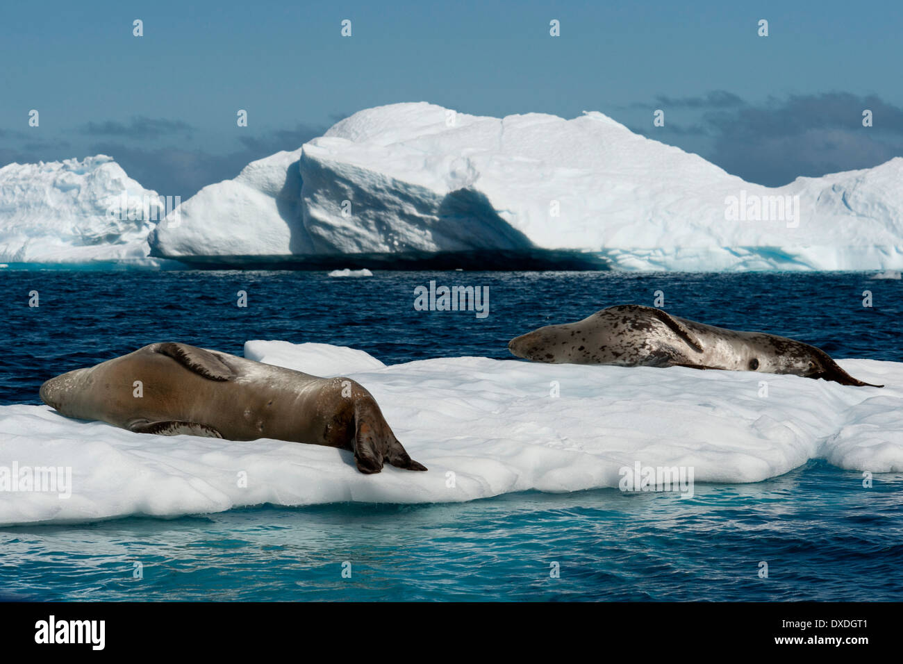 Penguin mouth -Fotos und -Bildmaterial in hoher Auflösung - Seite 2 - Alamy
