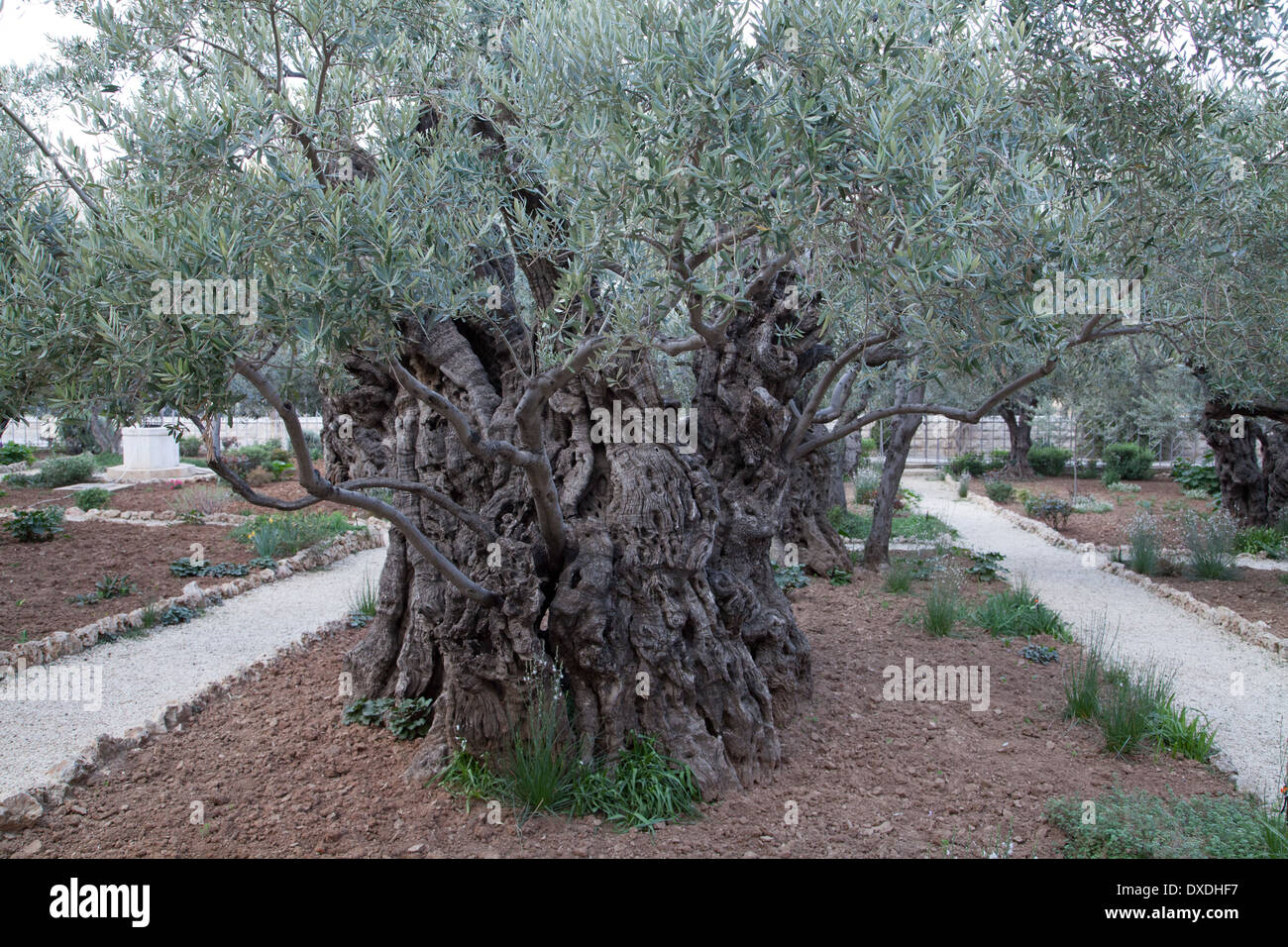 Olivenbaum garten -Fotos und -Bildmaterial in hoher Auflösung – Alamy