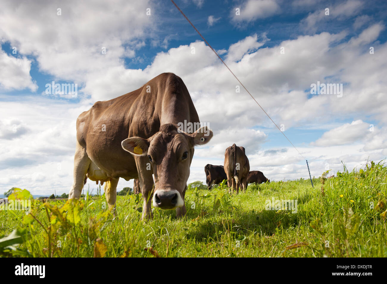 Brown swiss cattle -Fotos und -Bildmaterial in hoher Auflösung – Alamy