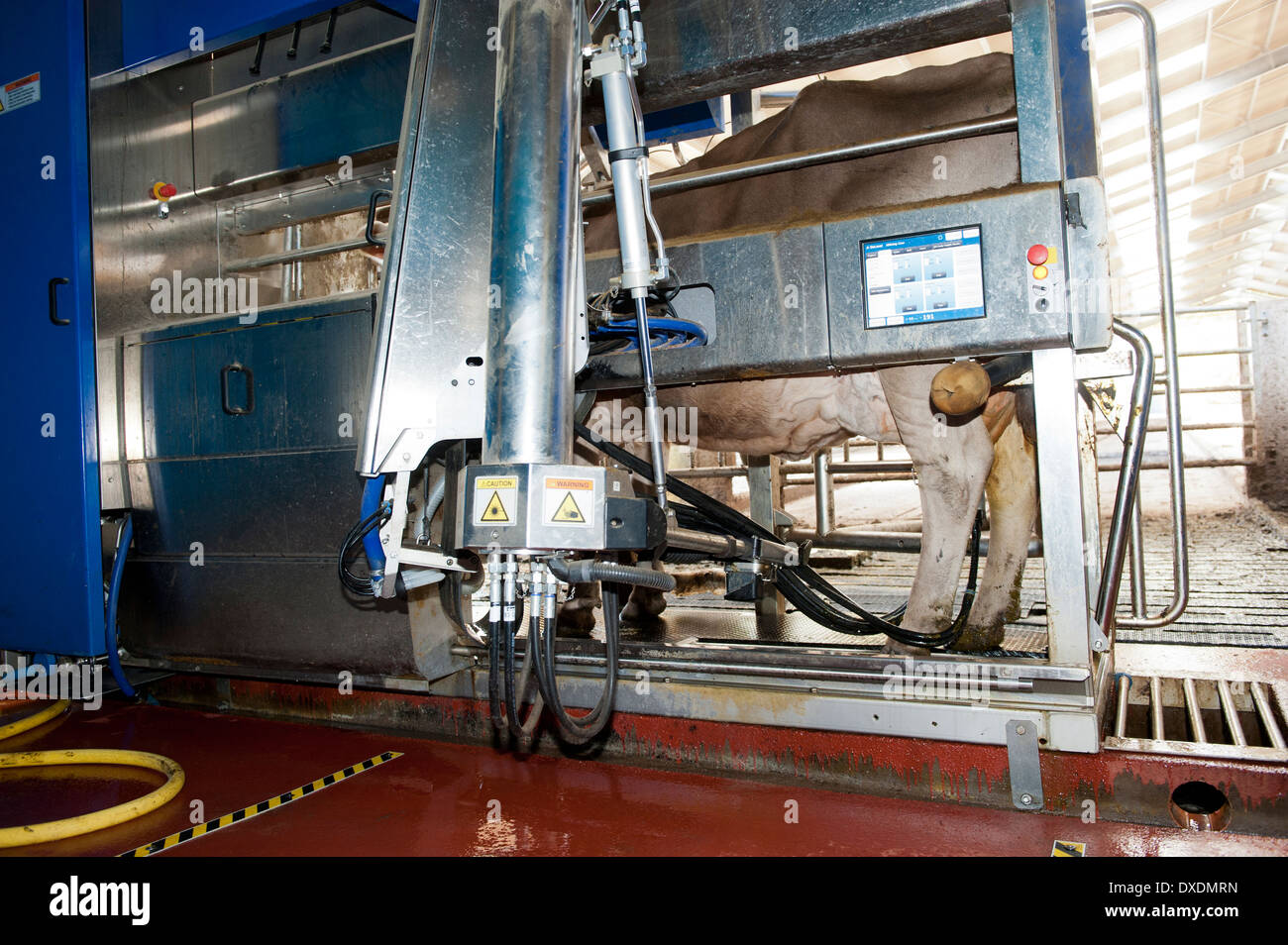 Milking machine -Fotos und -Bildmaterial in hoher Auflösung – Alamy