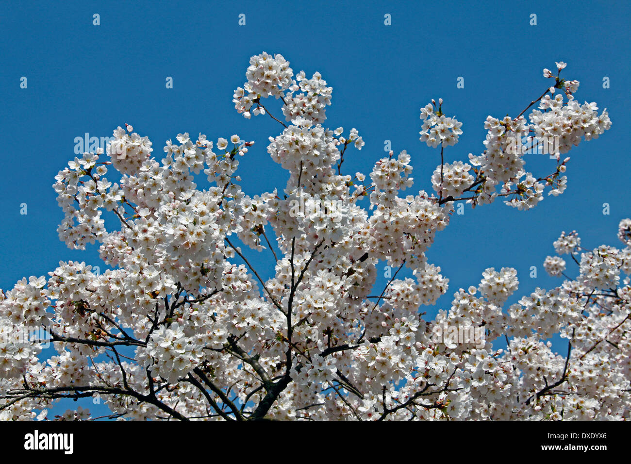 Yoshino kirschbaum -Fotos und -Bildmaterial in hoher Auflösung – Alamy
