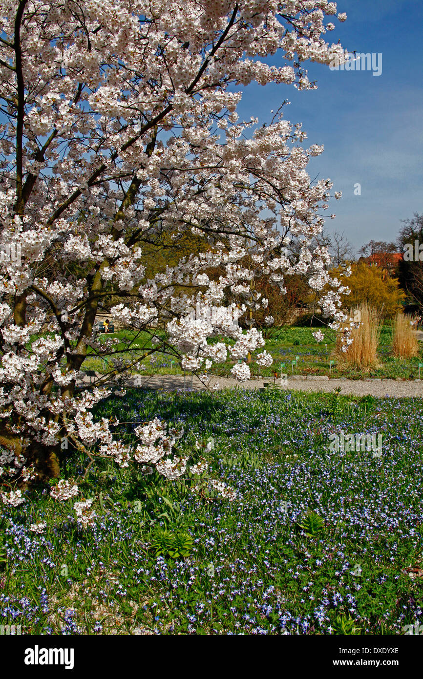 Yoshino Kirschenbaum, Hermannshof, Weinheim, Baden-Württemberg ...
