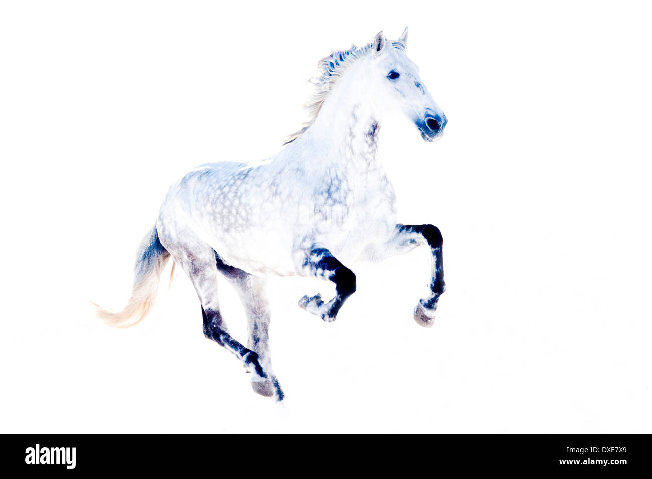 Dapple grey -Fotos und -Bildmaterial in hoher Auflösung – Alamy