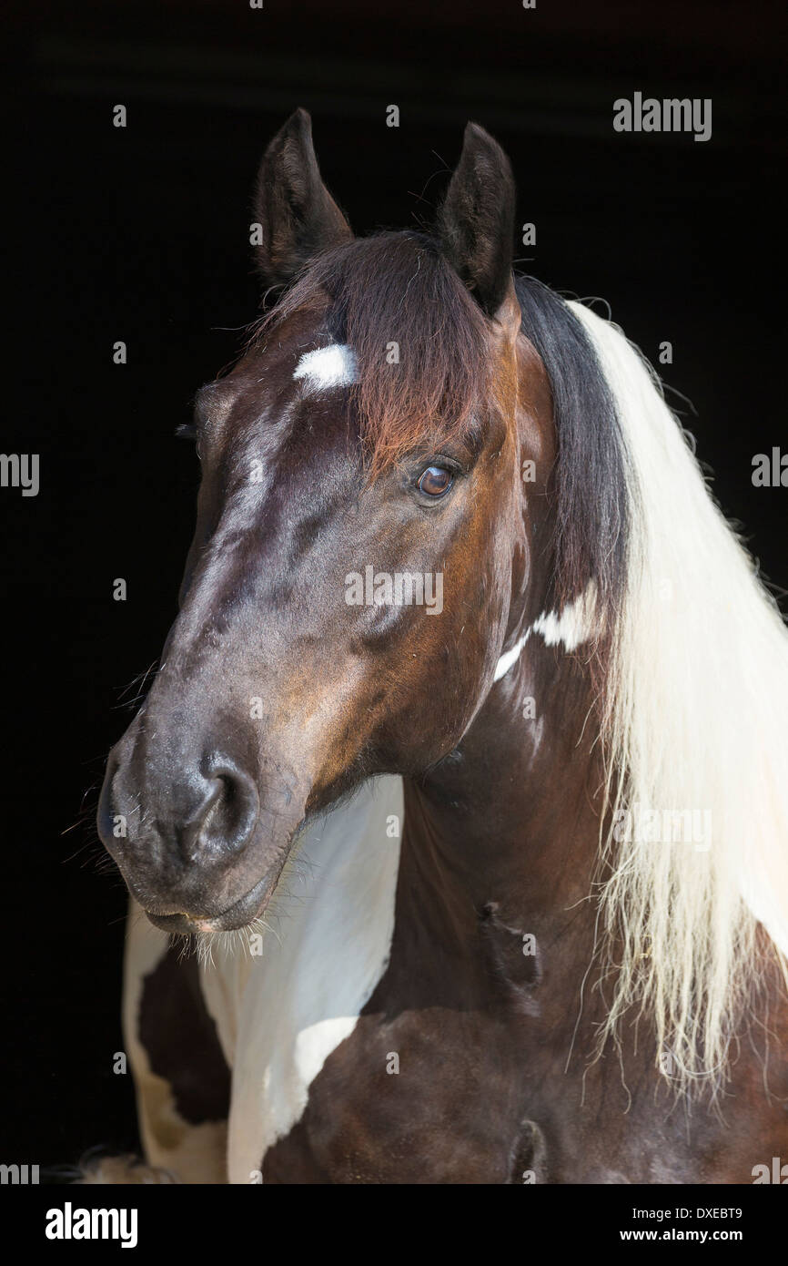 Noriker horse portrait -Fotos und -Bildmaterial in hoher Auflösung – Alamy