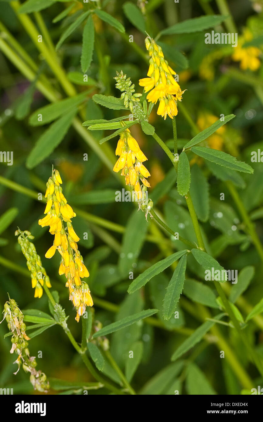 Gelber steinkäse Stockfotos und -bilder Kaufen - Alamy