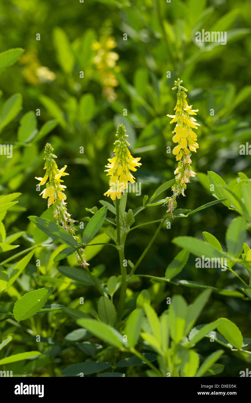 Steinklee, gelber Melilot, Echter Steinklee, Gelber Steinklee, Gewöhnlicher Steinklee, Melilotus ...