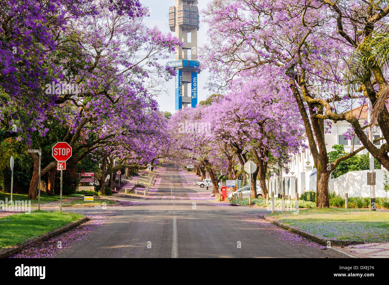 Jacaranda-Bäume in voller Blüte auf einer frühen Frühlingsmorgen ...