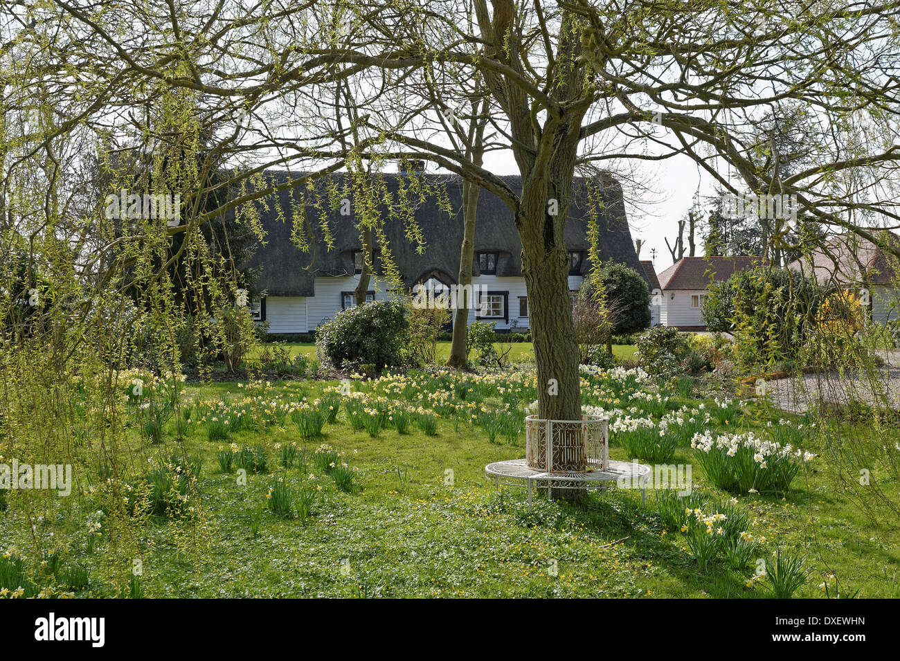 Narzissen und der bauerngarten -Fotos und -Bildmaterial in hoher Auflösung – Alamy