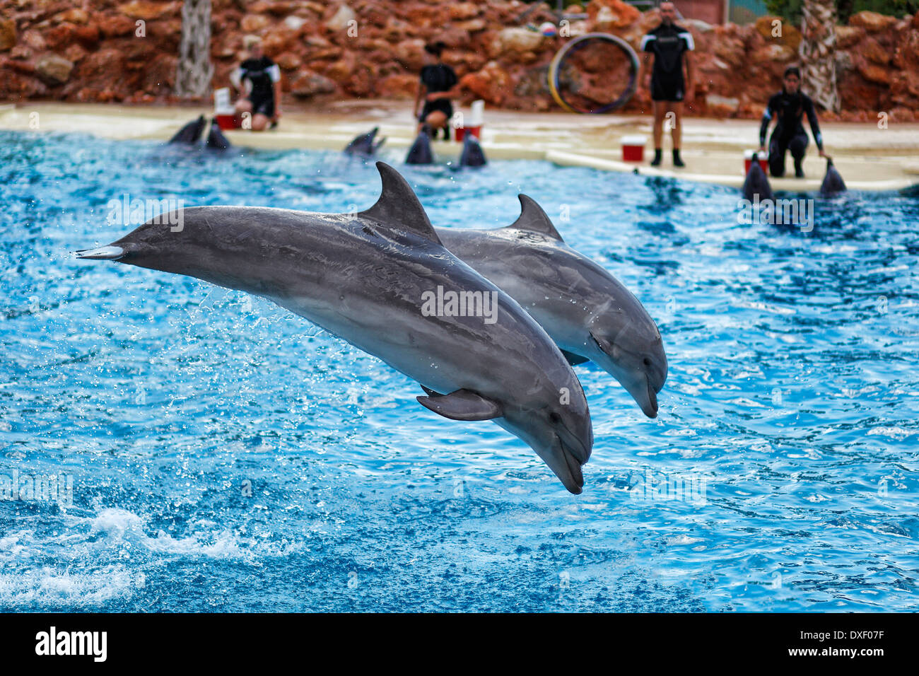 Delphine springen in Bildung in einem aquarium Stockfotografie - Alamy