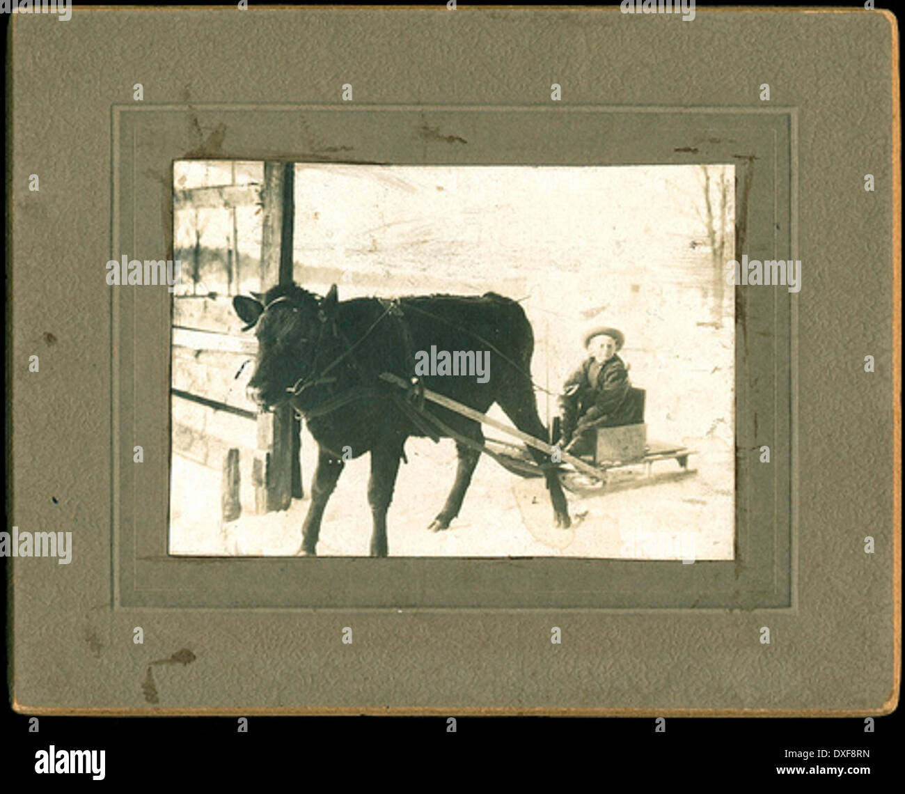 Sled pulling history -Fotos und -Bildmaterial in hoher Auflösung – Alamy
