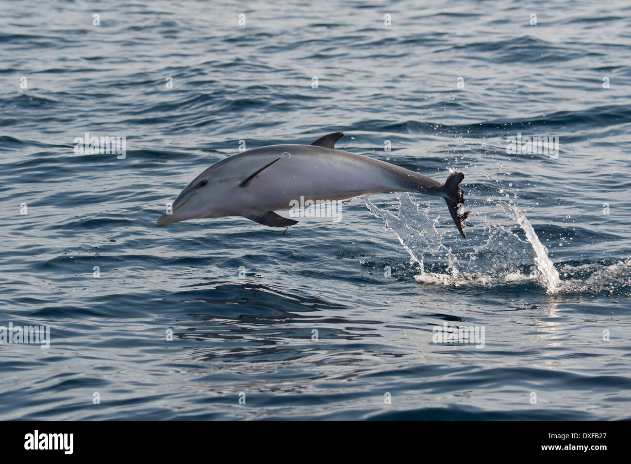 Stenella frontalis kalb -Fotos und -Bildmaterial in hoher Auflösung – Alamy