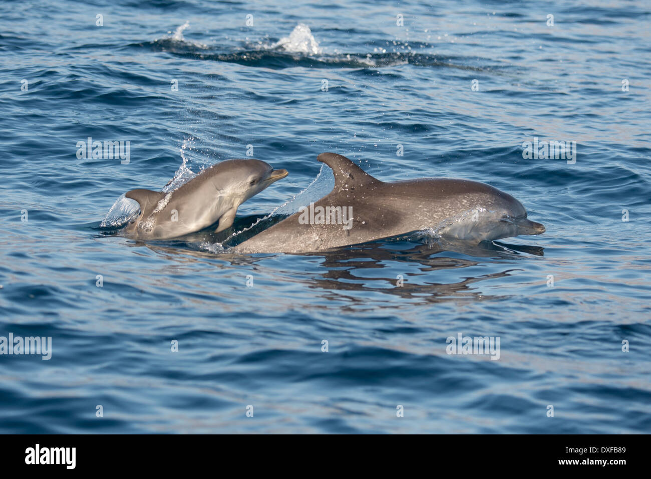 Baby delphine -Fotos und -Bildmaterial in hoher Auflösung – Alamy