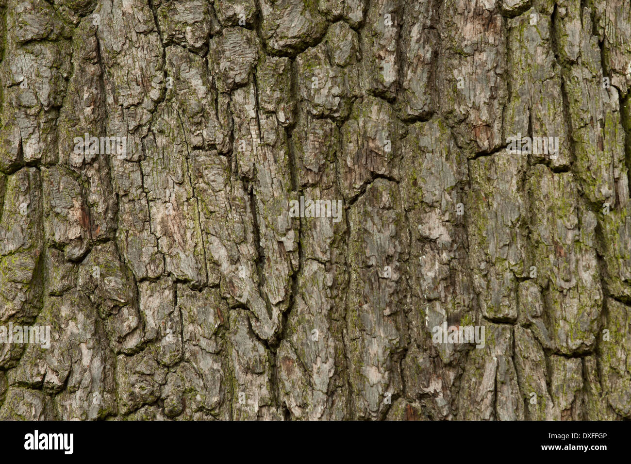 Alter baumrindenhintergrund -Fotos und -Bildmaterial in hoher Auflösung ...