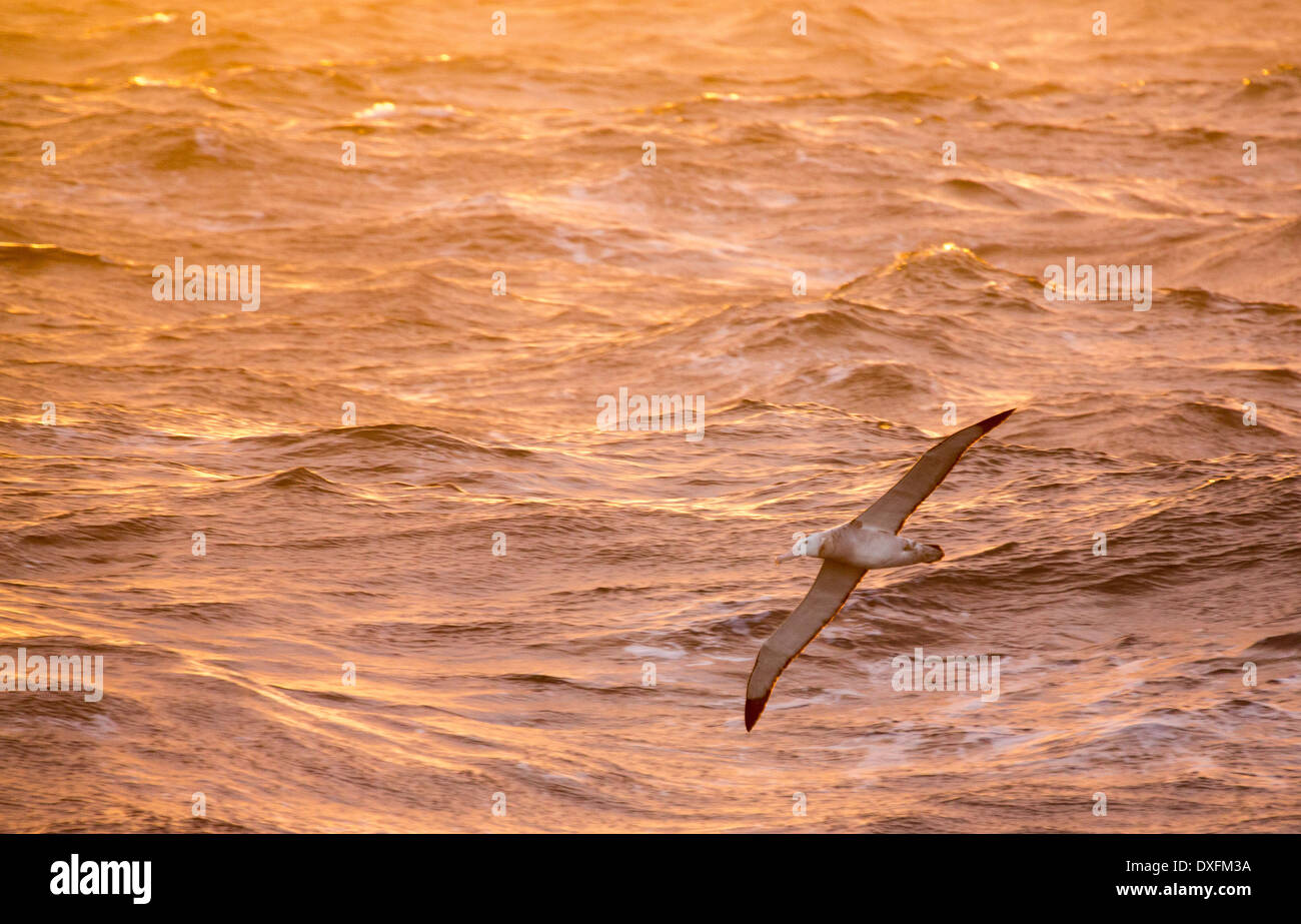 Snowy albatross -Fotos und -Bildmaterial in hoher Auflösung – Alamy
