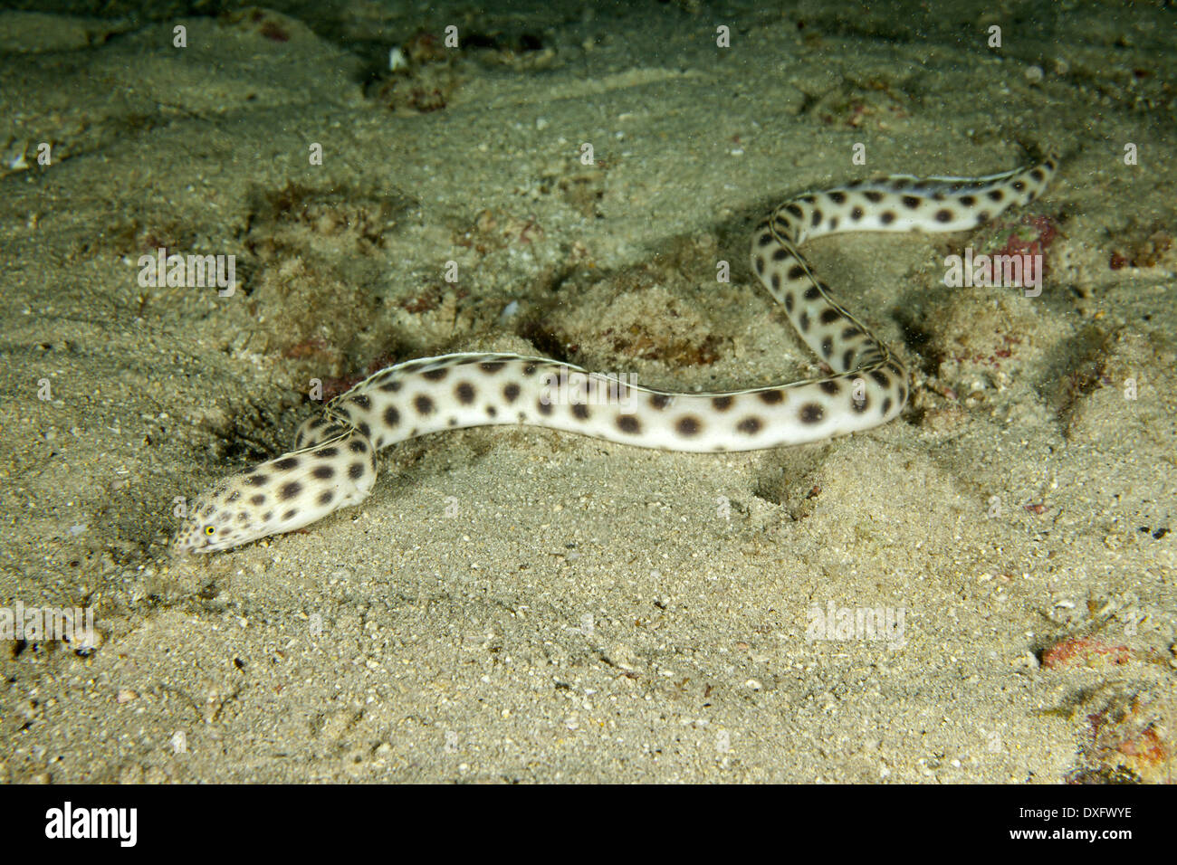 Tiger snake eel -Fotos und -Bildmaterial in hoher Auflösung – Alamy