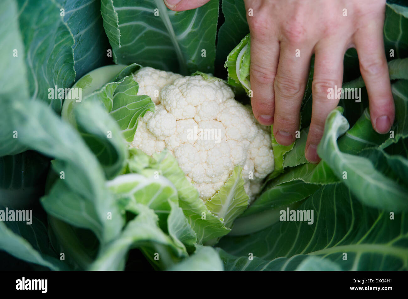 Blumenkohl ernte -Fotos und -Bildmaterial in hoher Auflösung – Alamy