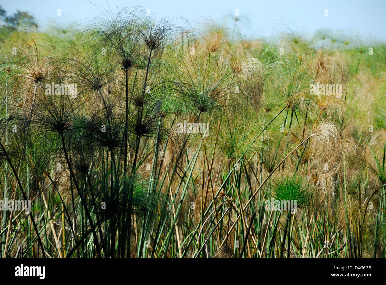 Papyrus swamps -Fotos und -Bildmaterial in hoher Auflösung – Alamy