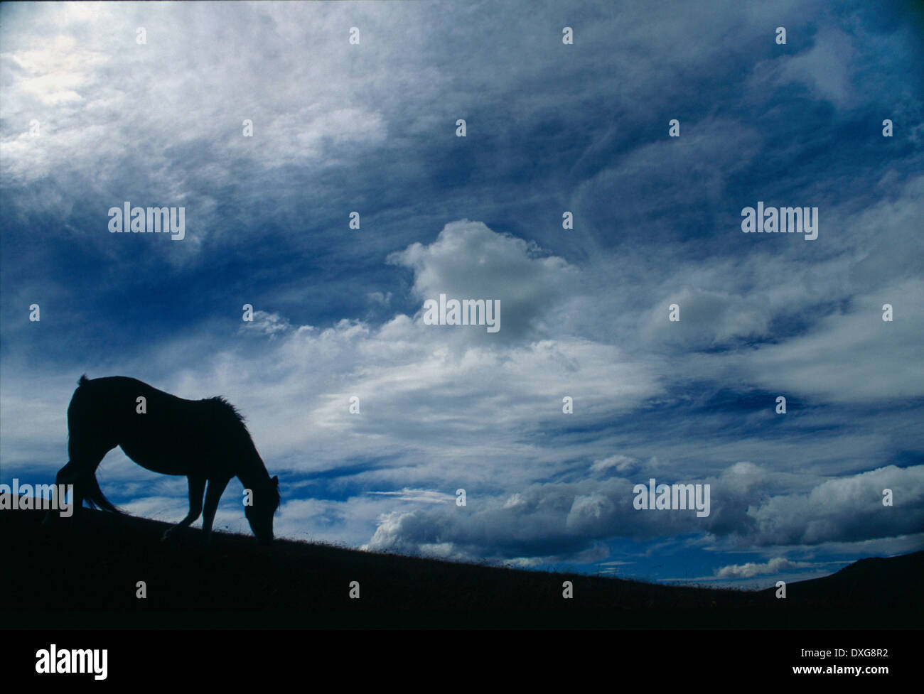 Basotho pony -Fotos und -Bildmaterial in hoher Auflösung – Alamy