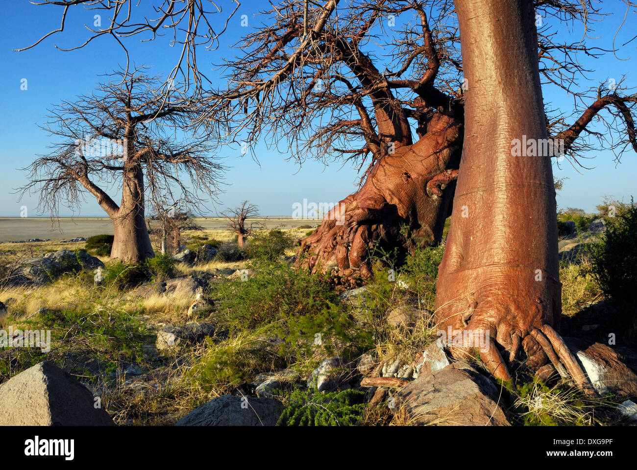 Verschlungenen Wurzeln der Baobab-Bäume auf Granitfelsen im Kubu Island ...