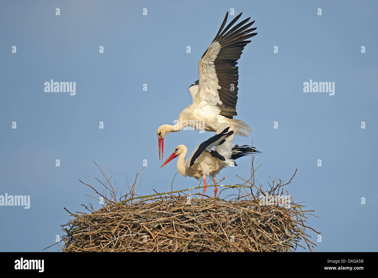 Nest storch -Fotos und -Bildmaterial in hoher Auflösung – Alamy