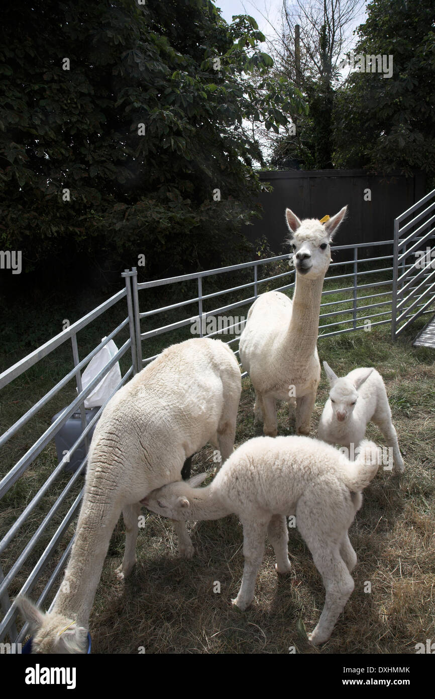 Baby lamas -Fotos und -Bildmaterial in hoher Auflösung – Alamy