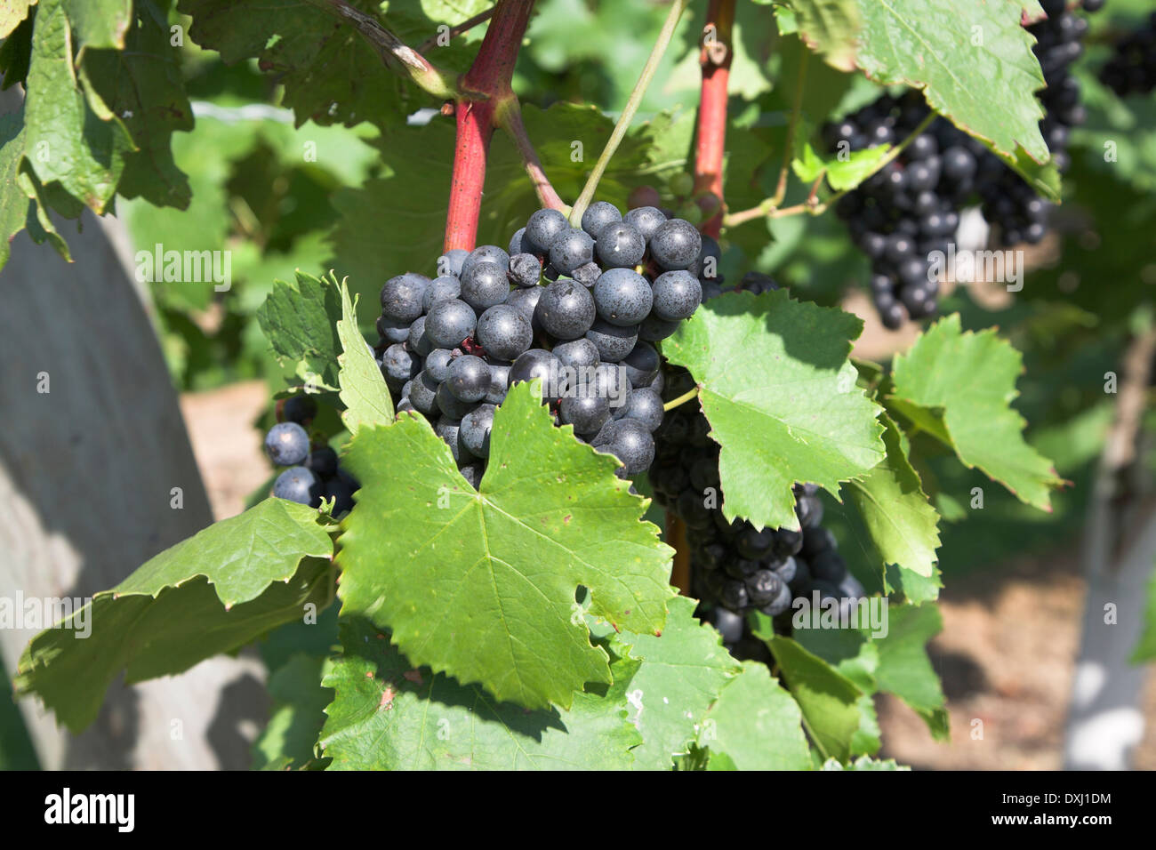 Shawsgate vineyard -Fotos und -Bildmaterial in hoher Auflösung – Alamy