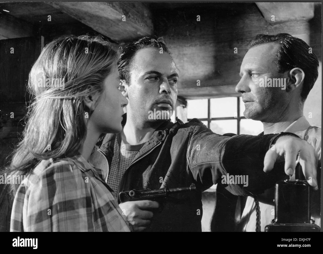 Golden salamander -Fotos und -Bildmaterial in hoher Auflösung – Alamy