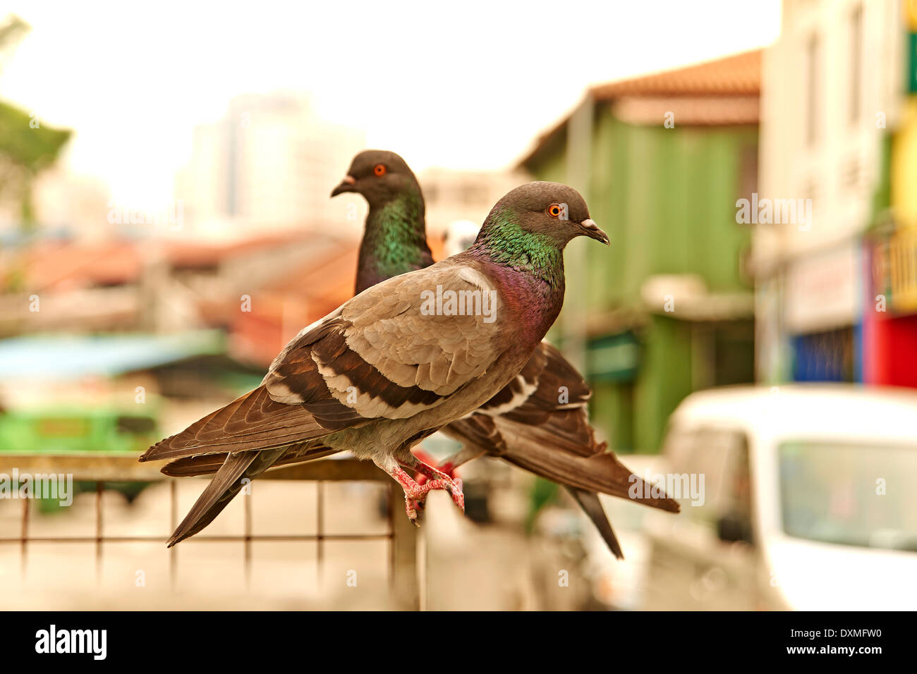 Typische tauben -Fotos und -Bildmaterial in hoher Auflösung – Alamy