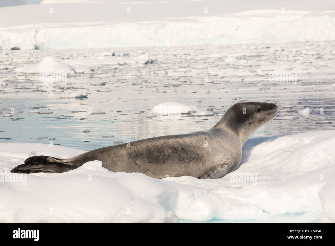Leopard seal antarctica -Fotos und -Bildmaterial in hoher Auflösung – Alamy