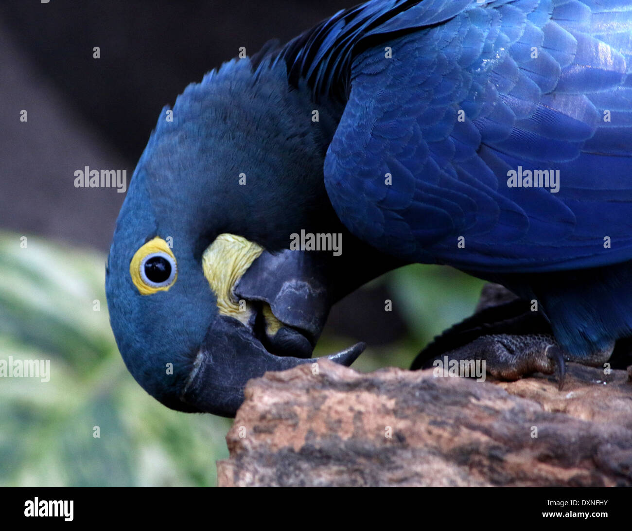 Arara jacinto -Fotos und -Bildmaterial in hoher Auflösung – Alamy