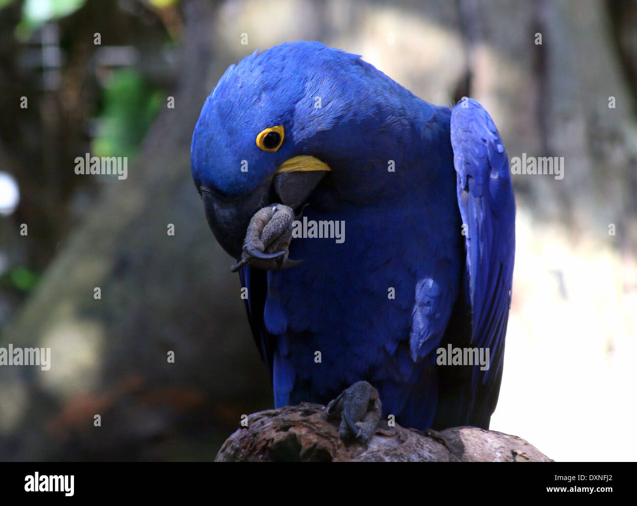 Südamerikanisches hyazinth ara -Fotos und -Bildmaterial in hoher ...